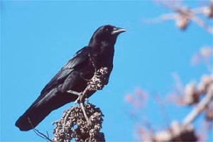 American Crow – Westpoint Harbor | San Francisco Bay Area Marina